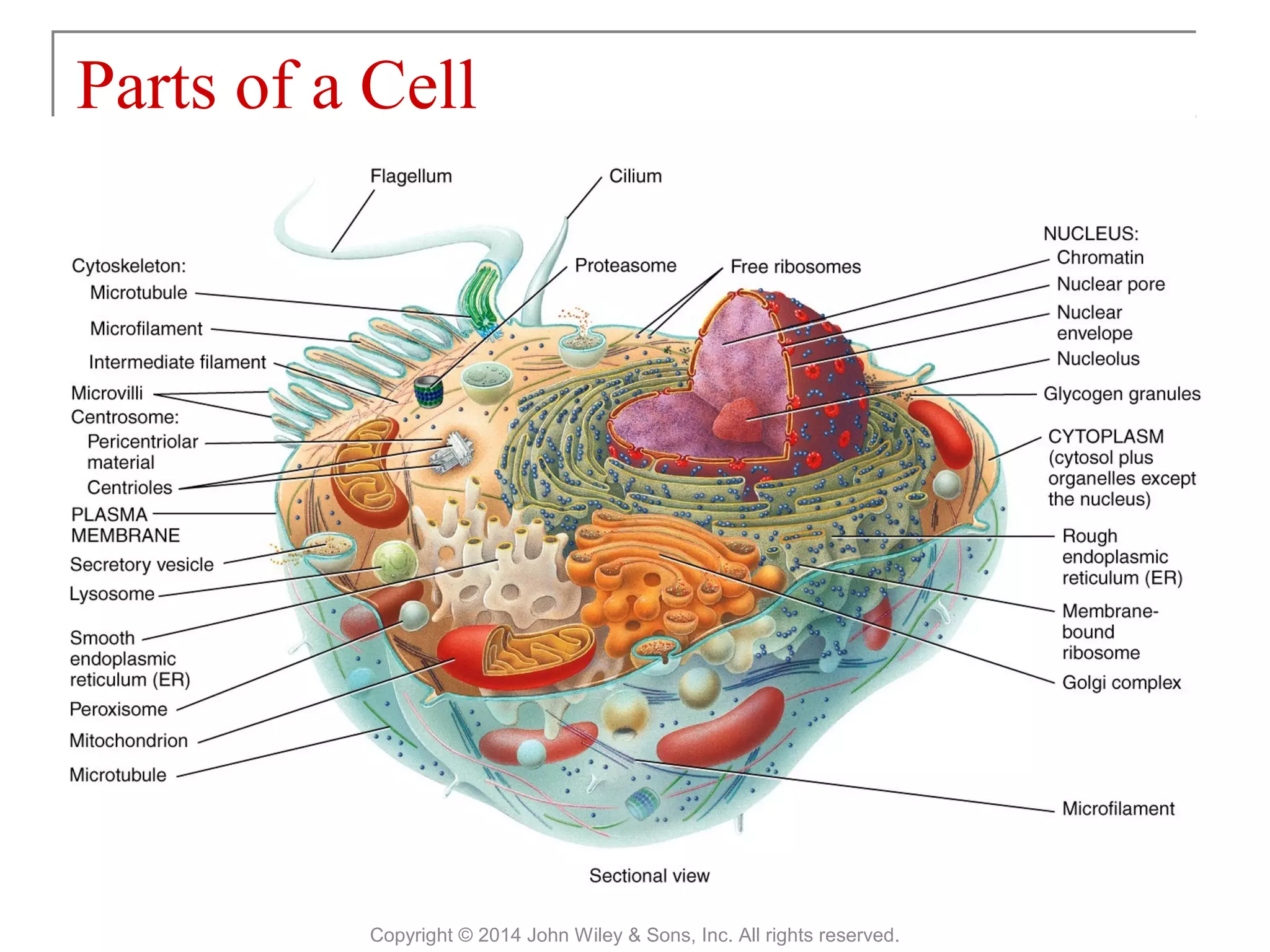 03 [chapter 3 the cellular level of organization] | PPT