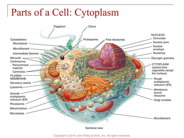 03 [chapter 3 the cellular level of organization]