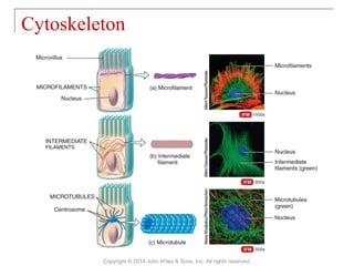 03 [chapter 3 the cellular level of organization] | PPT