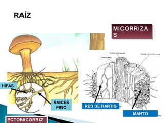 PLANTAS VASCULARES O CORMOFITOS | PPT