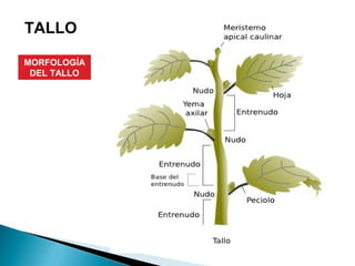 PLANTAS VASCULARES O CORMOFITOS | PPT