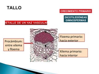 PLANTAS VASCULARES O CORMOFITOS | PPT