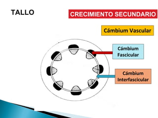 PLANTAS VASCULARES O CORMOFITOS | PPT