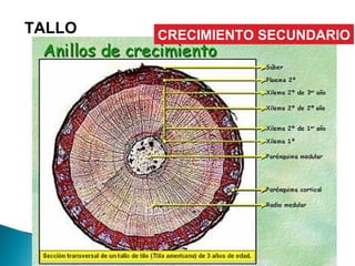 PLANTAS VASCULARES O CORMOFITOS | PPT