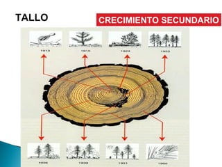 PLANTAS VASCULARES O CORMOFITOS | PPT