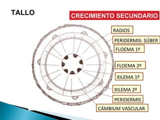 PLANTAS VASCULARES O CORMOFITOS | PPT