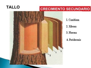 PLANTAS VASCULARES O CORMOFITOS | PPT