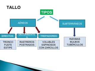 PLANTAS VASCULARES O CORMOFITOS | PPT