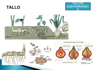 PLANTAS VASCULARES O CORMOFITOS | PPT