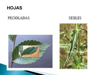 PLANTAS VASCULARES O CORMOFITOS | PPT