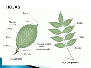 PLANTAS VASCULARES O CORMOFITOS | PPT