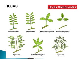 PLANTAS VASCULARES O CORMOFITOS | PPT
