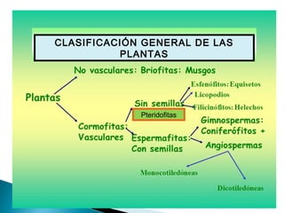 PLANTAS VASCULARES O CORMOFITOS | PPT