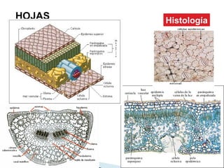 PLANTAS VASCULARES O CORMOFITOS | PPT