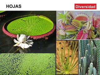 PLANTAS VASCULARES O CORMOFITOS | PPT