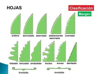 PLANTAS VASCULARES O CORMOFITOS | PPT