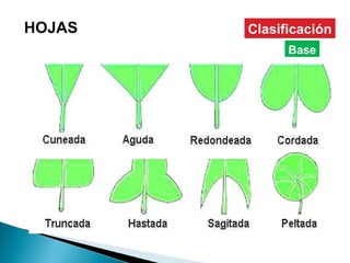 PLANTAS VASCULARES O CORMOFITOS | PPT