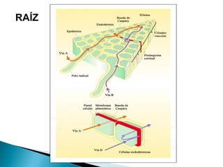 PLANTAS VASCULARES O CORMOFITOS | PPT