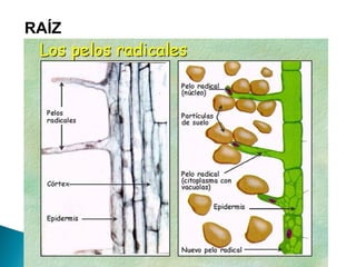 PLANTAS VASCULARES O CORMOFITOS | PPT