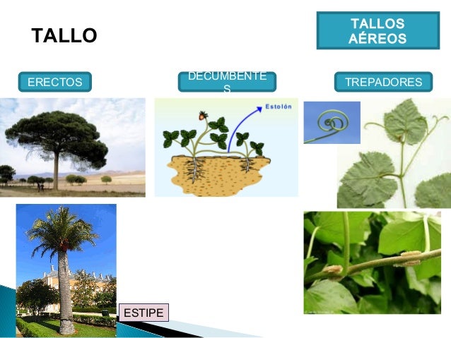 PLANTAS VASCULARES O CORMOFITOS