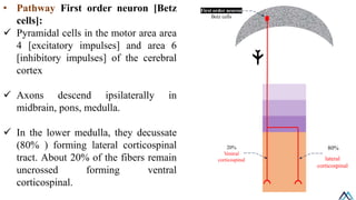 Descending pathway / Descending pathway.pdf