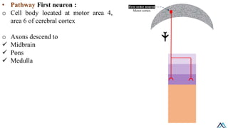Descending pathway / Descending pathway.pdf