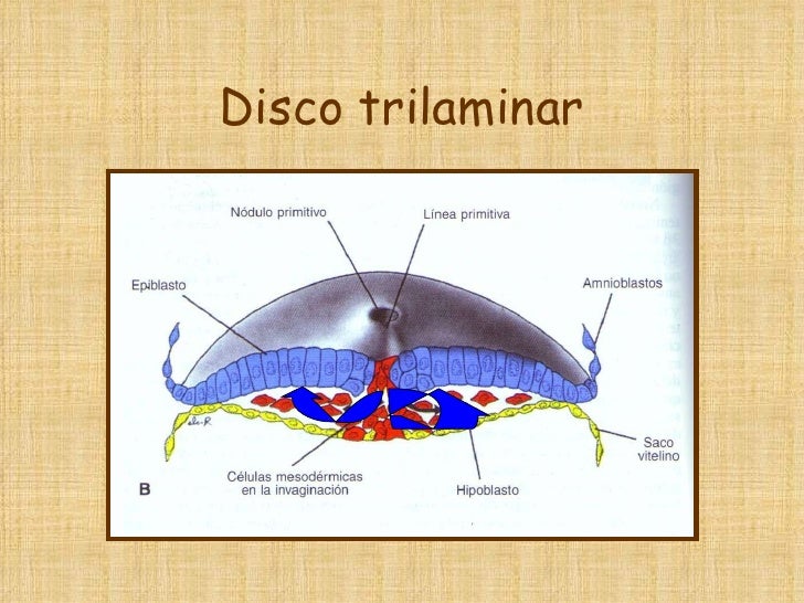 discotrilaminar
