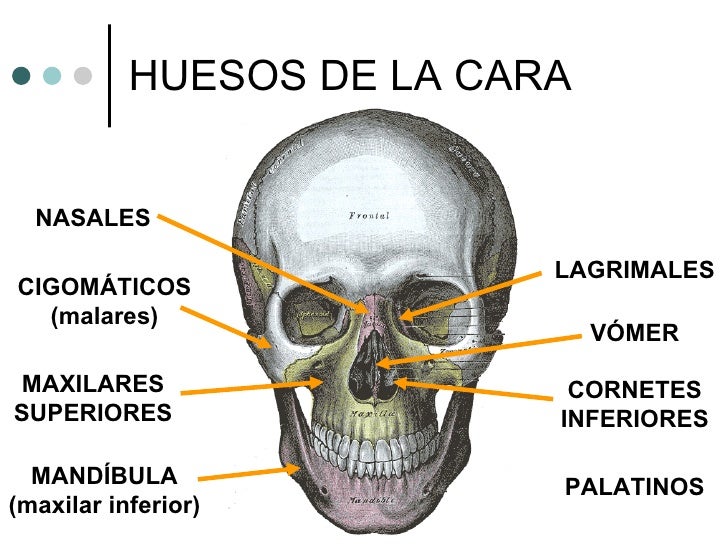 Huesos del cara - Imagui