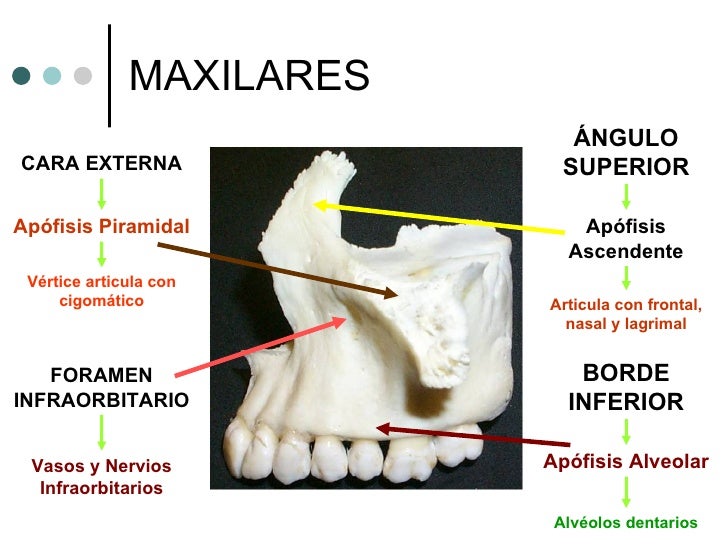 Apofisis Cigomatica Del Maxilar - slingo