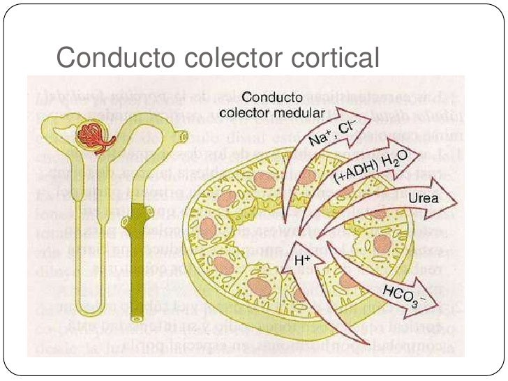 Nefro 03 Fisio RiñOnes