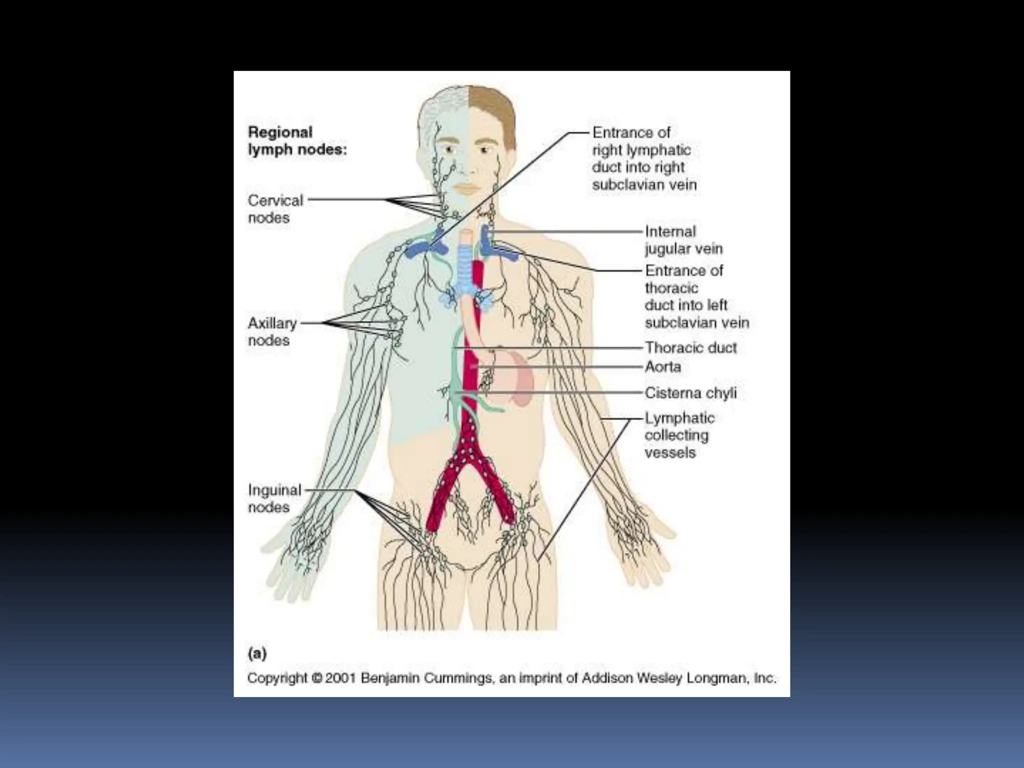 03 Functional anatomy of lymphatic system.ppt