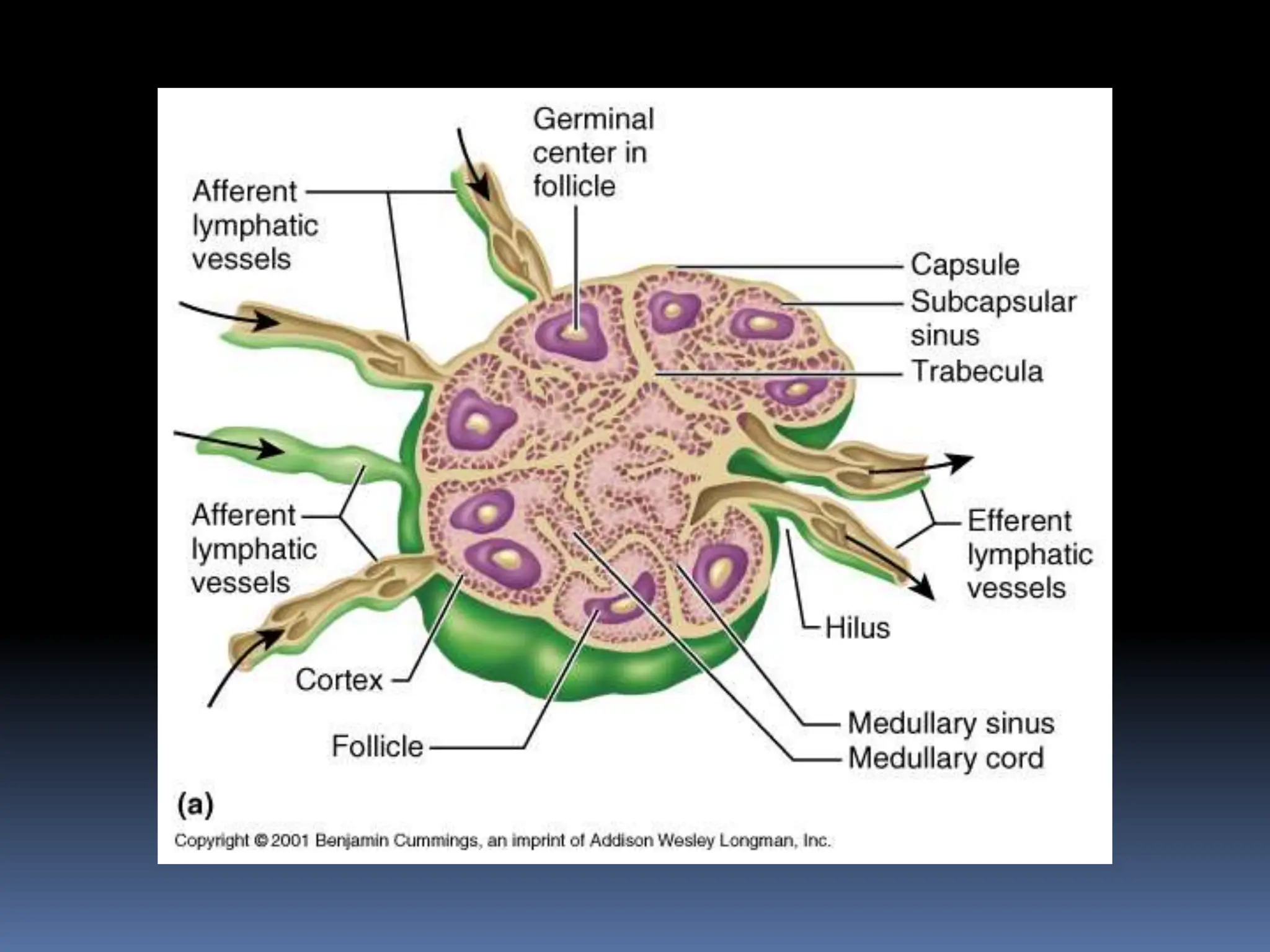 03 Functional anatomy of lymphatic system.ppt