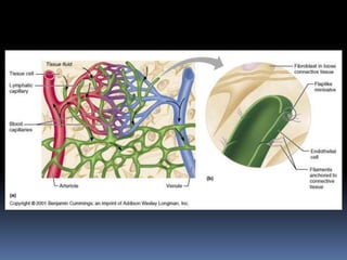 03 Functional anatomy of lymphatic system.ppt