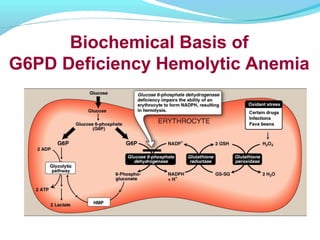 03 g6 pd deficiency | PPT