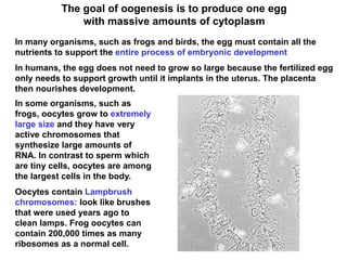 03 gametogenesis.ppt