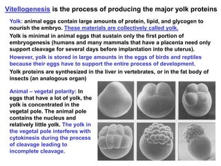03 gametogenesis.ppt