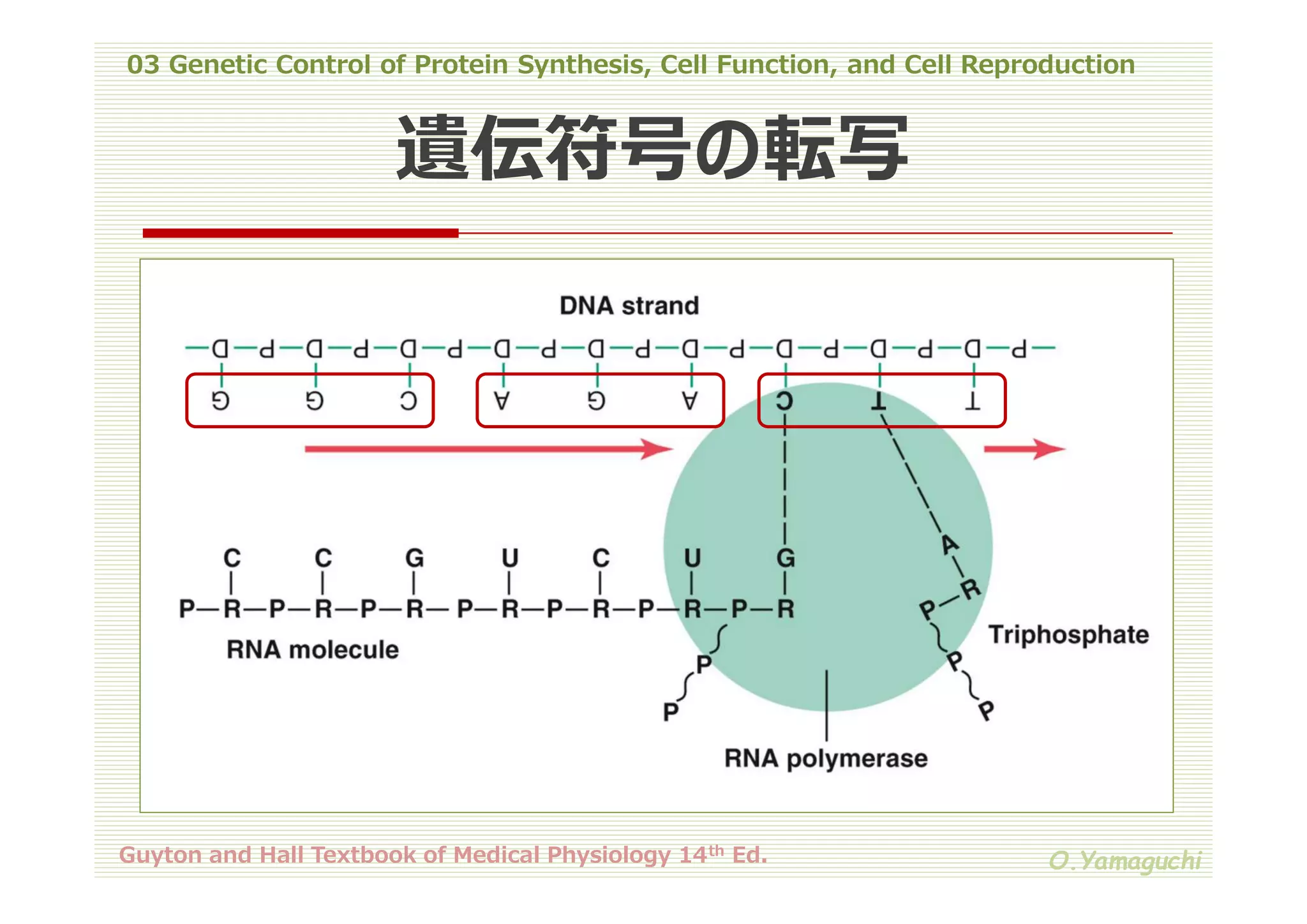03 genetic control of protein synthesis, cell function, and cell ...