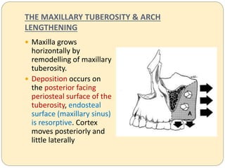 03 growth of maxilla | PPT