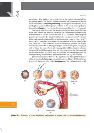 03 human reproduction | PDF