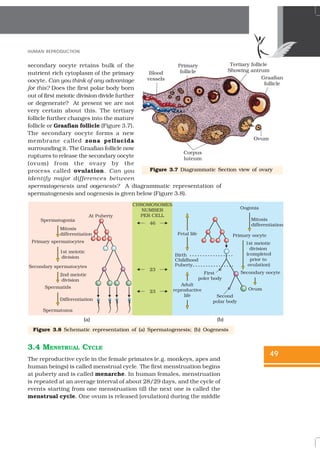 03 human reproduction | PDF