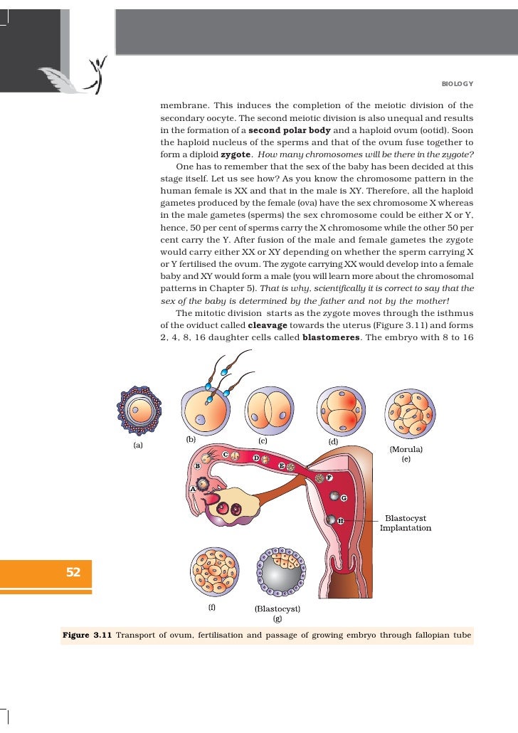 03 human reproduction