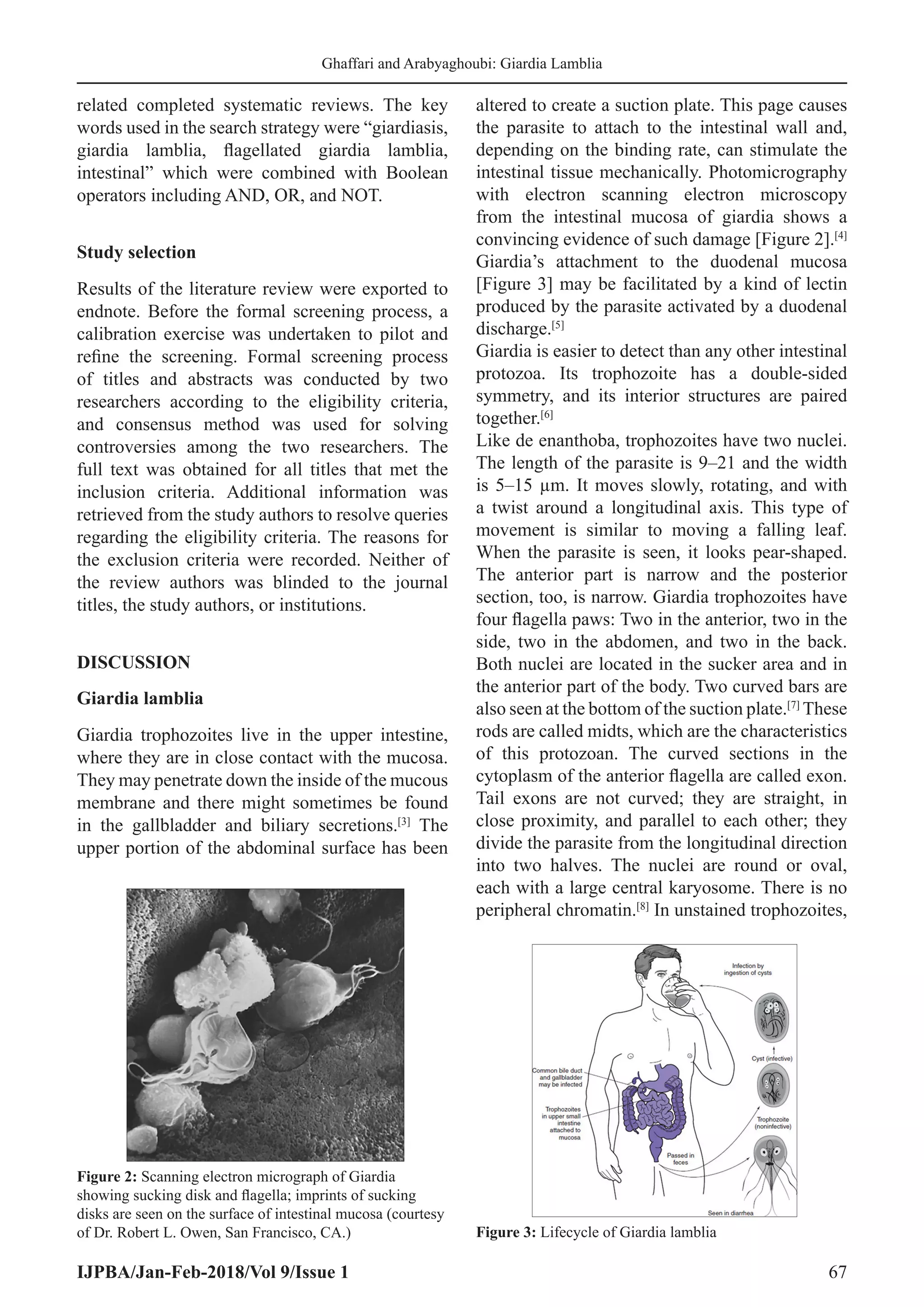 Intestinal Flagellated Giardia Lamblia: A Systematic Review | PDF ...