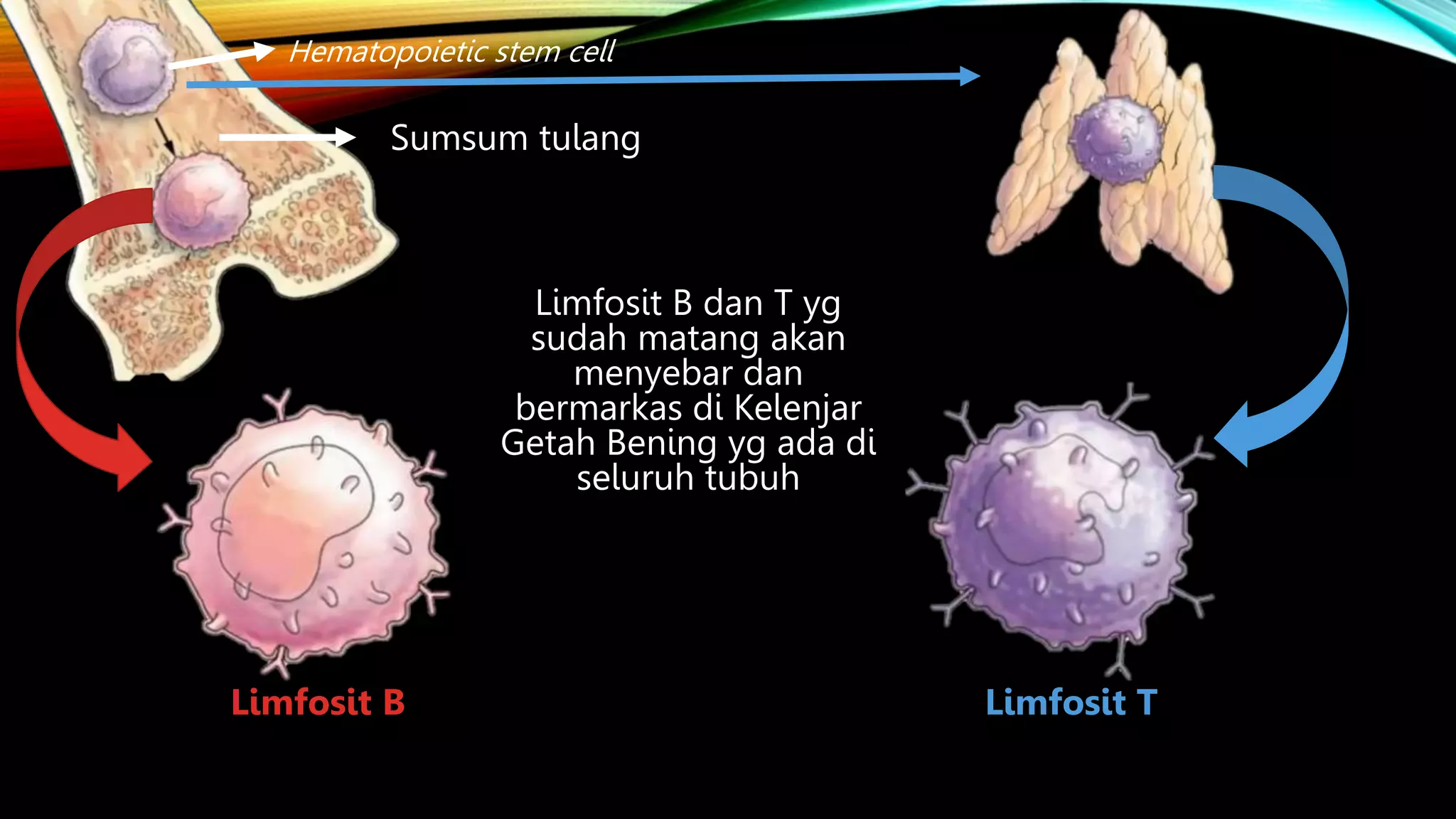 03_Imunologi gizi.pptx