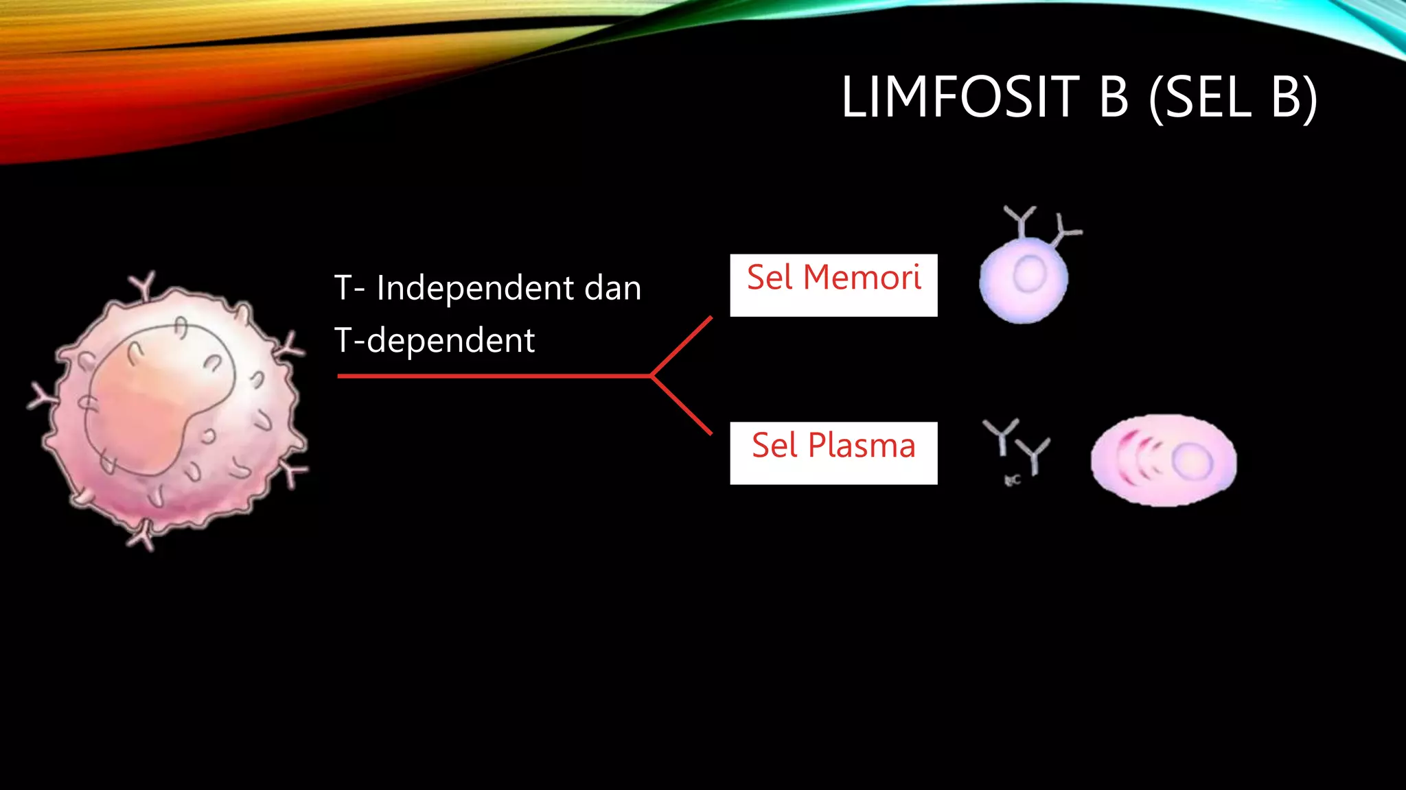 03_Imunologi gizi.pptx