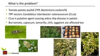 Tomato potato psyllid and Liberibacter ecology | PPT