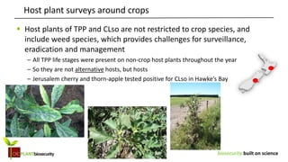 Tomato potato psyllid and Liberibacter ecology | PPT | Free Download