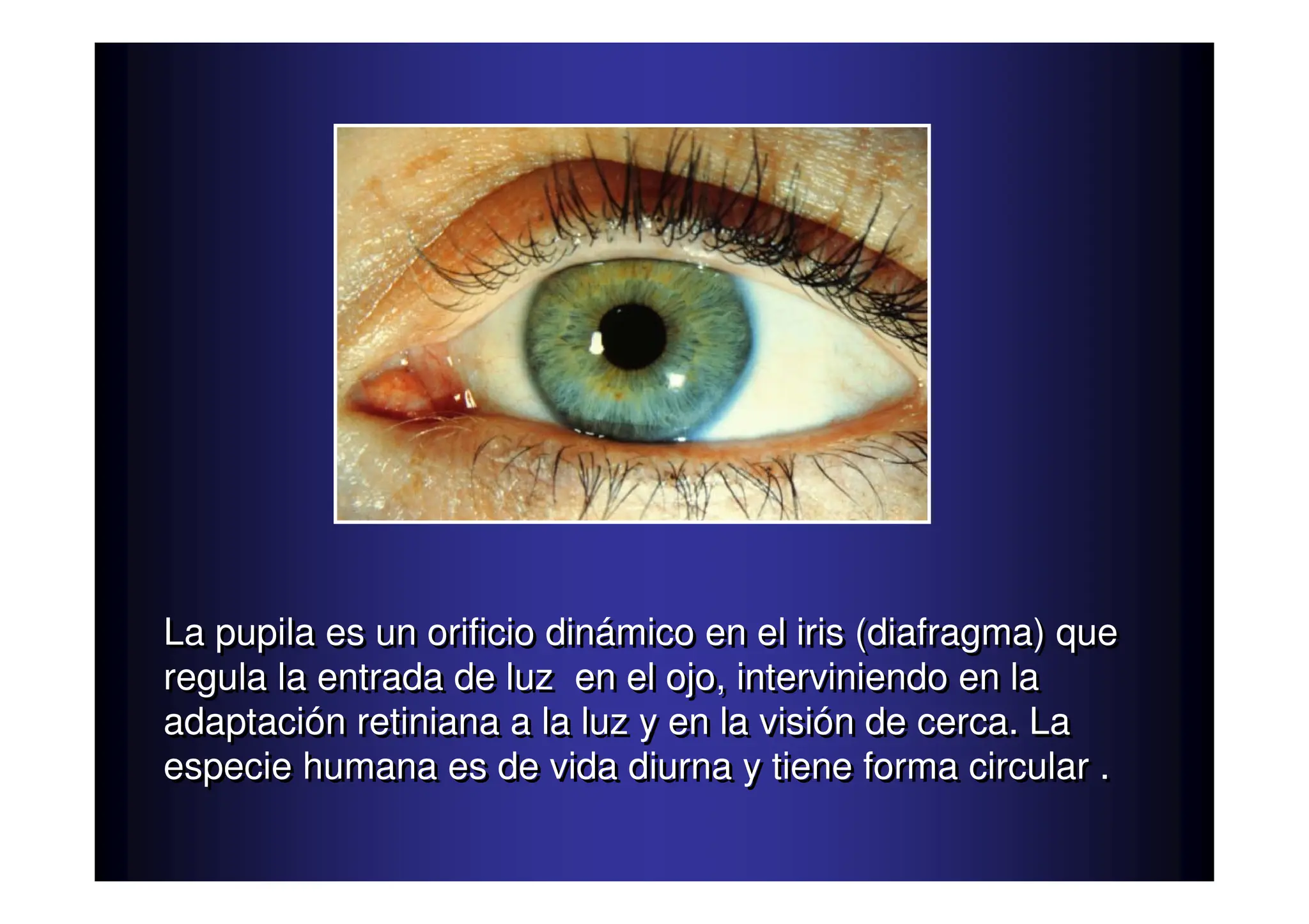 LA ANATOMIA Y FISIOLOGÍA DE LA PUPILA PPTX | PDF