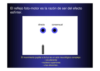 LA ANATOMIA Y FISIOLOGÍA DE LA PUPILA PPTX | PDF