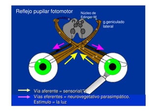 LA ANATOMIA Y FISIOLOGÍA DE LA PUPILA PPTX | PDF