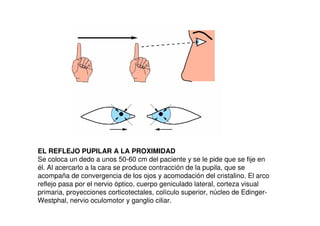 LA ANATOMIA Y FISIOLOGÍA DE LA PUPILA PPTX | PDF